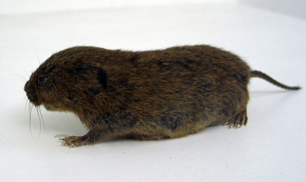 Rodentizide: Alle wichtigen Infos zu Ratten- und Mäusegift - Kleinlogel ...